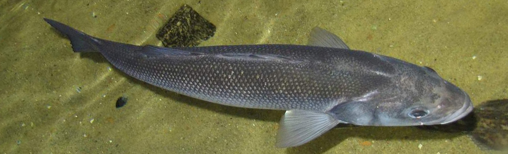 Распространение и места обитания лаврака