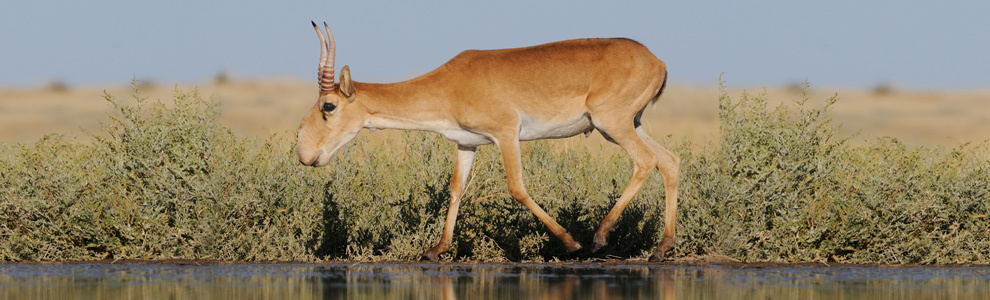 Сайгак - Saiga tatarica